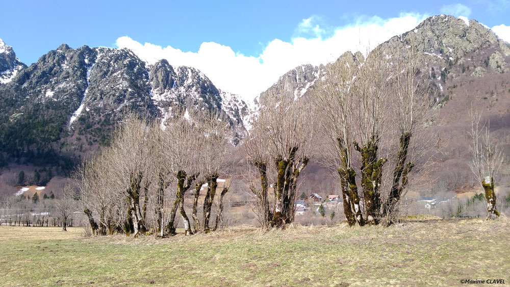 Arbres têtards - Communauté de communes de la Matheysine