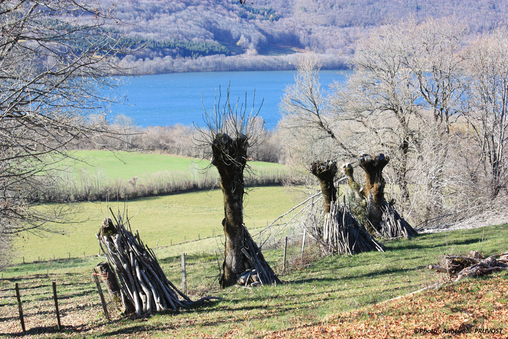 Arbres têtards - Communauté de communes de la Matheysine