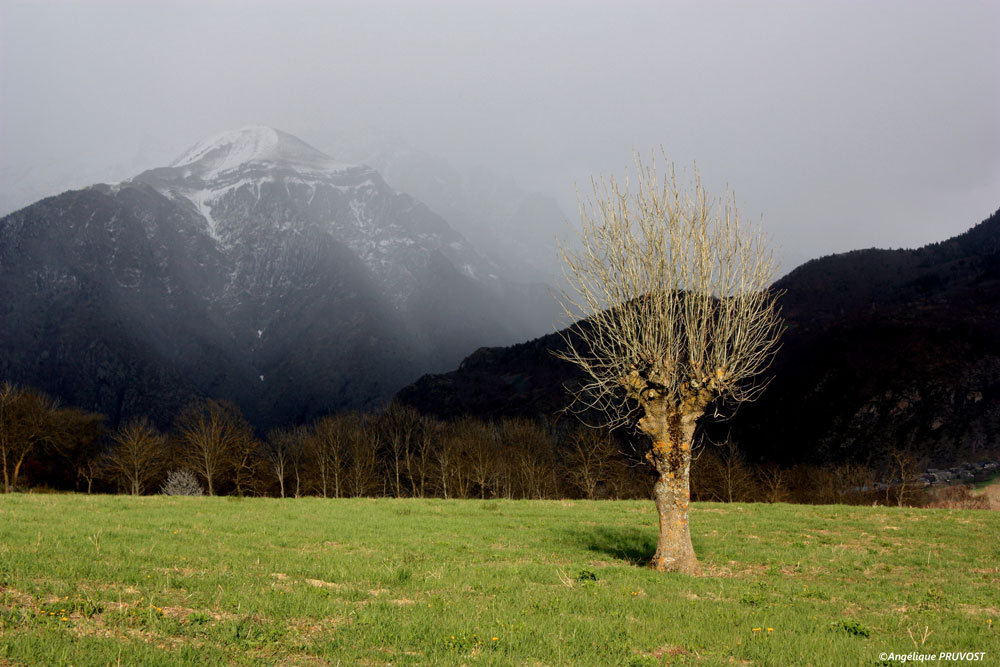 Arbres têtards - Communauté de communes de la Matheysine